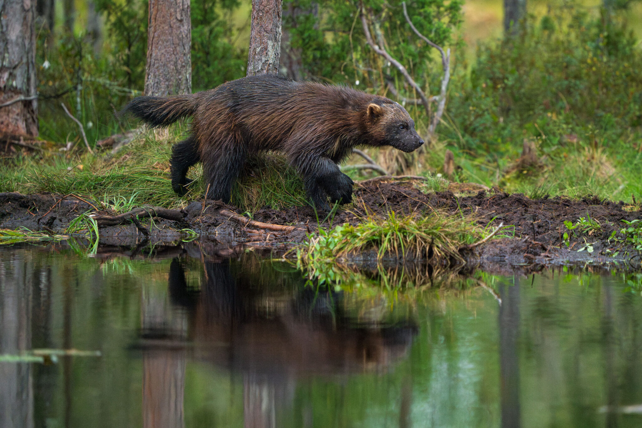 Wolverine – SWEDEN'S BIG FIVE