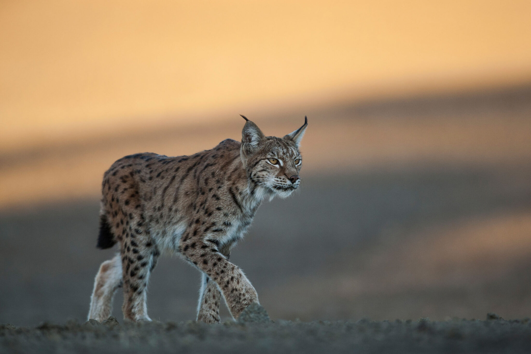 Lynx – SWEDEN'S BIG FIVE