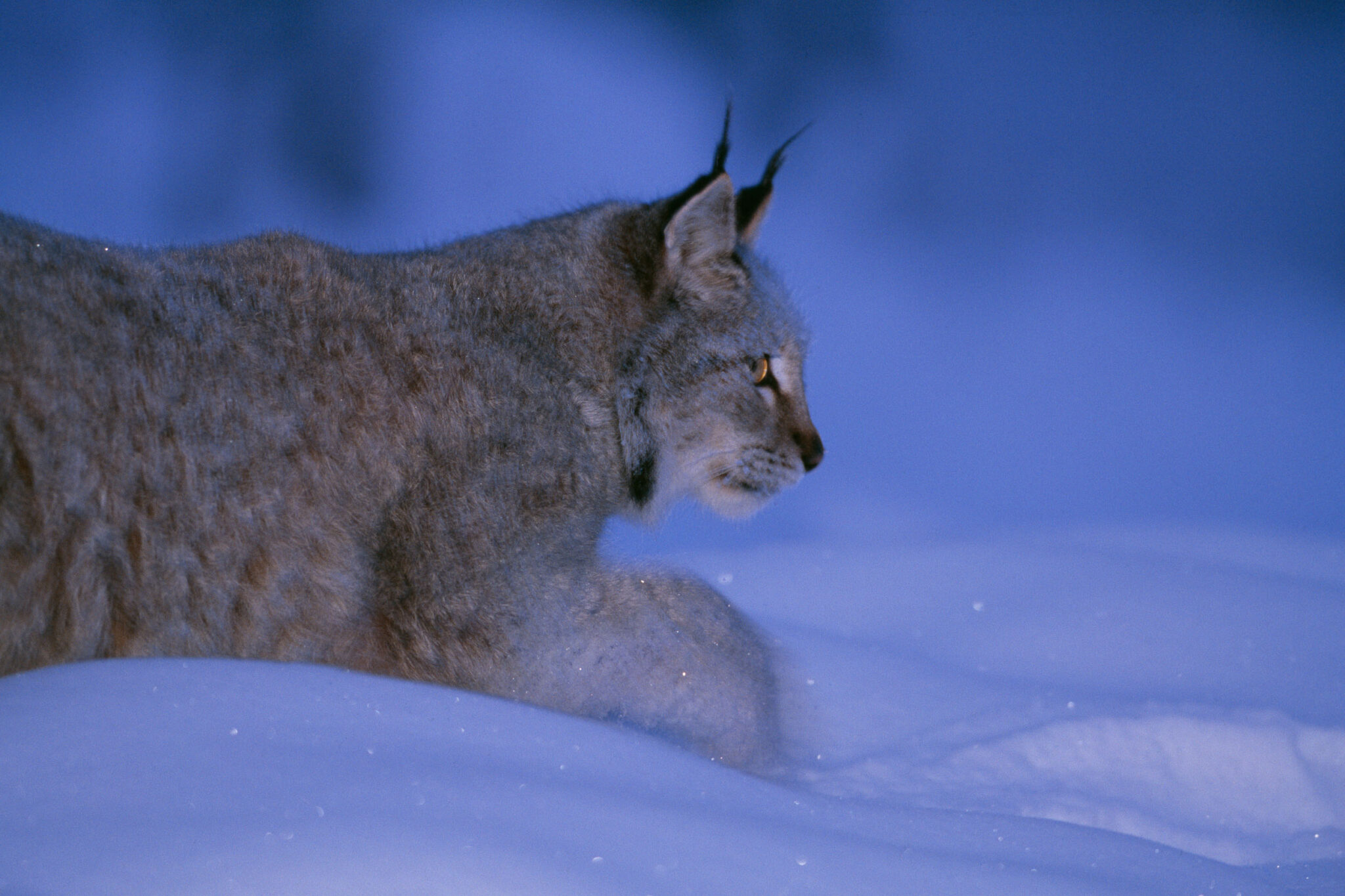 Lynx – SWEDEN'S BIG FIVE
